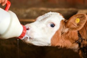 What are the health benefits of drinking animal milk? - drinkstype.com