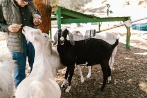 How does giraffe milk compare to other types of milk, such as cow milk ...