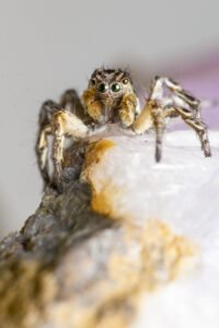 What are the nutritional benefits of Jumping Spider milk? - drinkstype.com